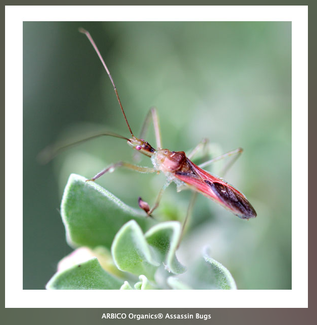 General Predator - Assassin Bugs | Green Dragon Hydroponics